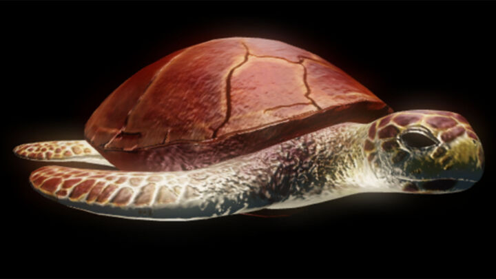 turtle 13 – Xanavoo
